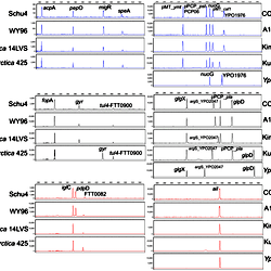 10-plex PCR profiles generated from representative Ft strains (left ...