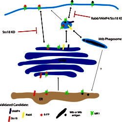 Model of MR1 trafficking.