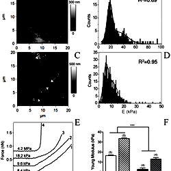 AFM force-volume maps of growth cones indicating the stiffness variation: