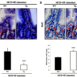 Analyses of intestinal apoptotic and proliferative activities in the ...