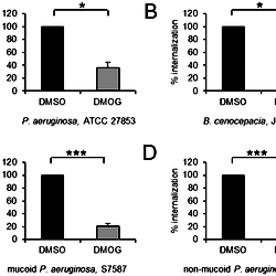Bacterial internalization is decreased in DMOG treated cells.