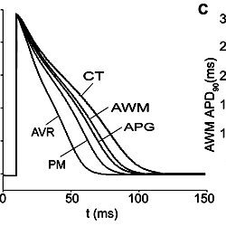 AP for different atrial areas and APD90 restitution curve for AWM under ...