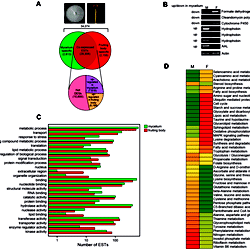 Function categorization of DEGs.