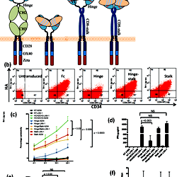 Effects of spacer on CAR function.