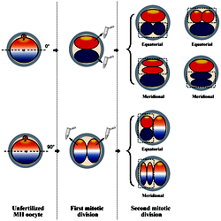 The importance of orientation of the embryonic divisions.