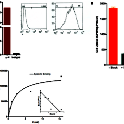 Flow cytometry, cell uptake and saturation binding data.