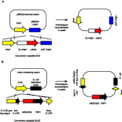 Schematic representation of the conversion of an E. coli plasmid vector ...