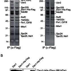 Dsn1 associates with an E3 ubiquitin ligase, Ubr2, via its adaptor, Mub1.