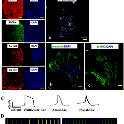 Characterization of hiPSCs and hiPSC-derived CMs.