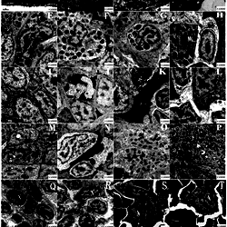 TEM images of zebrafish intestine, spleen and gill tissues.