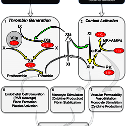 FXI in thrombin generation and contact activation during sepsis.