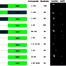 TcADKn nuclear localization signal.