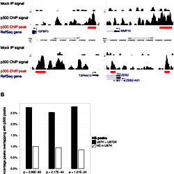 ChIP-Seq reveals functional role of p300.