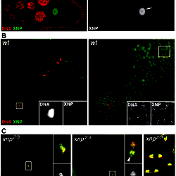 XNP is not involved in paternal chromatin assembly.