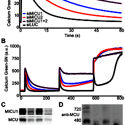 Silencing MICU1 and MICU2 results in impaired calcium handling and ...