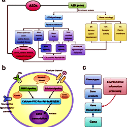 A systematic biological framework.