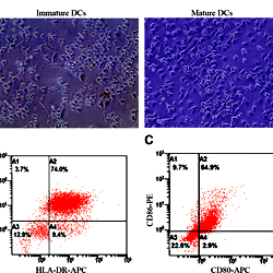Identification of human DCs.