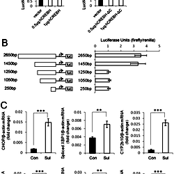 Sulpyrine treatment causes ER stress.