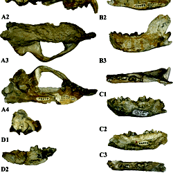 Cranium and mandibles remains of F:AM 54079 and AMNH 54076 of ...