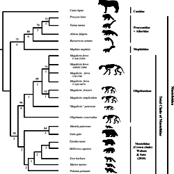 Phylogenetic relationships of Megalictis within Mustelidae.
