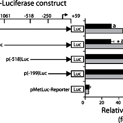 Structural and functional analysis of the 5′-upstream region of the ...