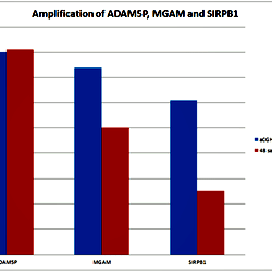 Amplification of ADAM5P, MGAM and SIRPB1 identifed by using aCGH and ...