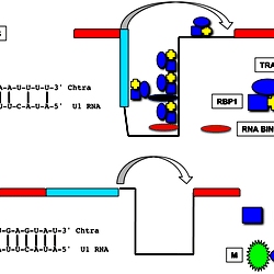 Proposed model for regulation of tra splicing in calliphorids.