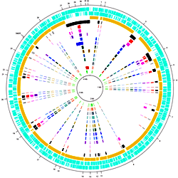 Circular plot of the pan-genome of E. amylovora.