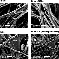 Representative SEM Images of SIS-ECM.