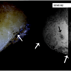 Labial surface of the maxillary central incisors of E-105.