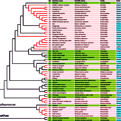 Phylogenetic tree for the birds.