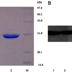 Characterization of mSEB.