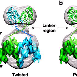 Two possible modes of monomer-monomer association in AE1 dimer.