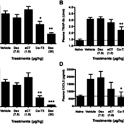 The combination elcatonin/Dexamethasone elicits a synergistic ...