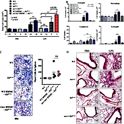 SHP-1 and mast cell regulation of LPS induced airway inflammation.