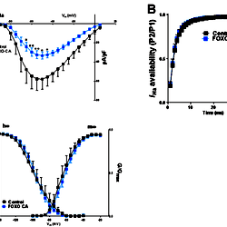 Effects of FOXO1 overexpression on peak inward sodium current (INa ...