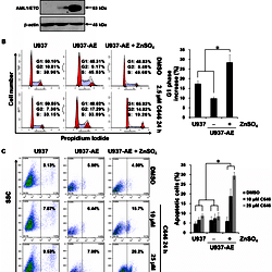 Selectivity of C646 for AE-positive AML cell lines.