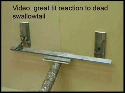 Deimatic Display in the European Swallowtail Butterfly as a Secondary ...