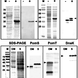 Detection of PomS and PomT after overexpresson in E. coli and in outer ...