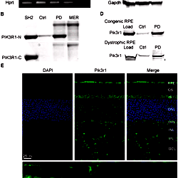 Pik3r1 is expressed and interacts with MERTK in the RPE.