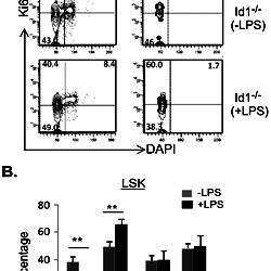 Analysis of cell cycle state of HSC.