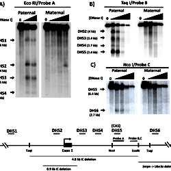 DNase I hypersensitivity of the murine PWS-IC.