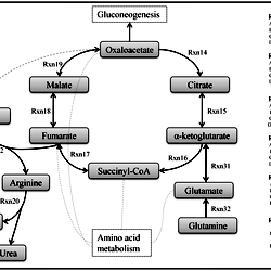 Detailed flux distribution map in the TCA and urea cycles.