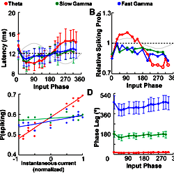 Rhythmic Input Shapes Spike Probability.