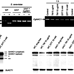 Assays for HAC1 mRNA splicing.