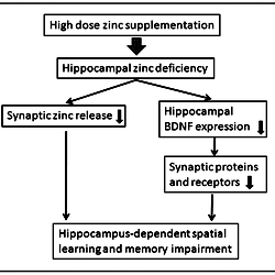 Schematic illustration showing the mechanisms underlie the high dose ...