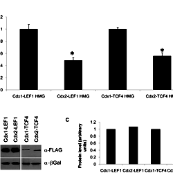 Cdx1 and Cdx2 differ in their N-terminal activation domains.