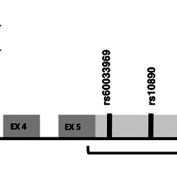 Schematized representation of the genomic structure of the FXN gene.