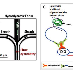 Microfluidic chip and LNA flow-FISH method schematic.