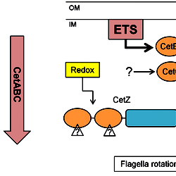Model of how the combined activity of the CetABC and CetZ systems ...